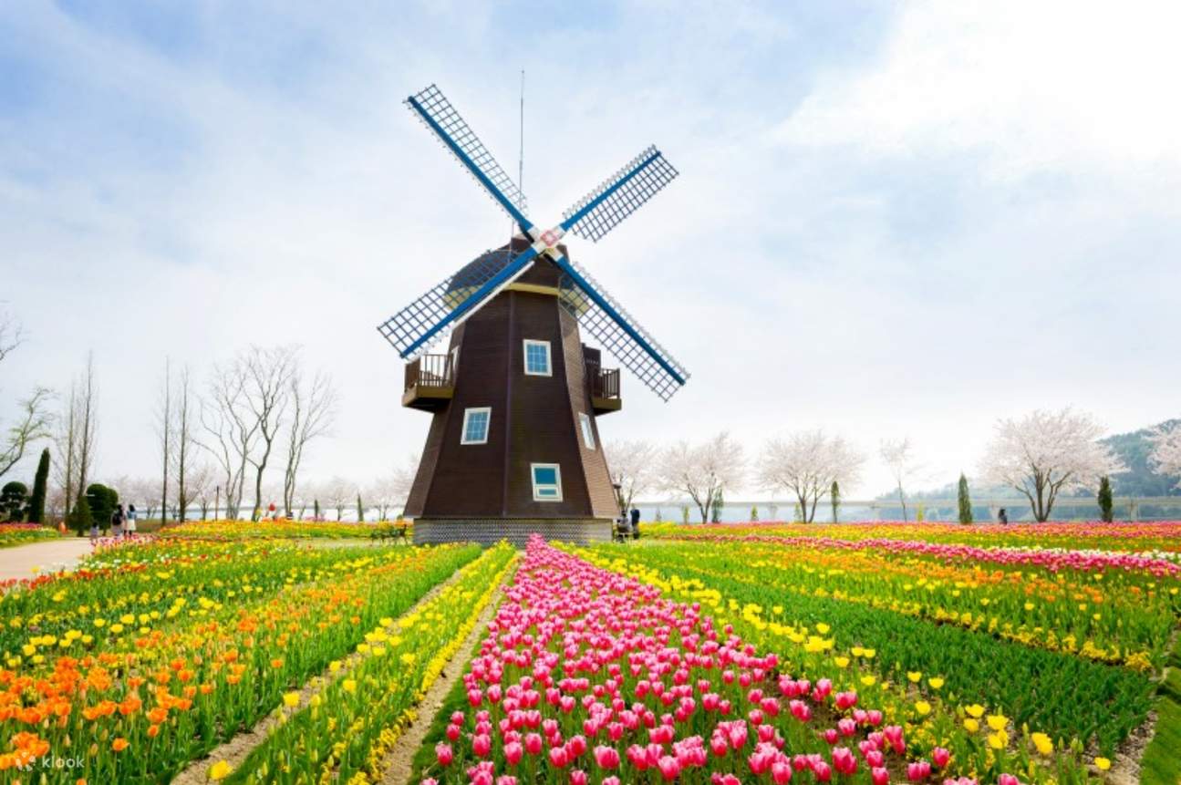 Boseong Tea Plantation & Suncheon National Garden[Train+Bus] - Klook ...